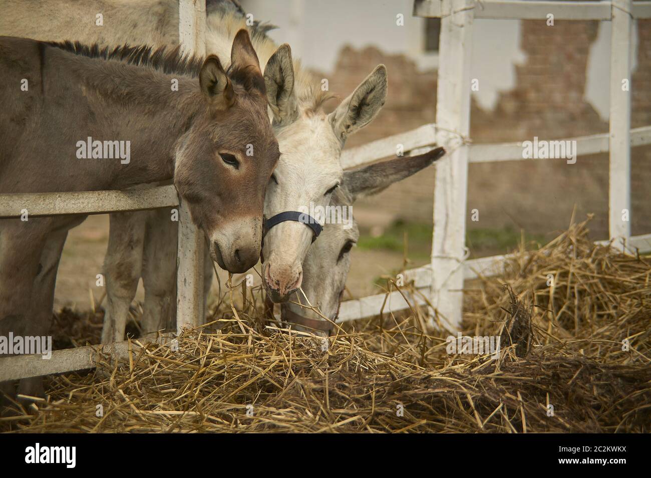 Three donkeys in an organic farmhouse intended to eat hay and straw ...