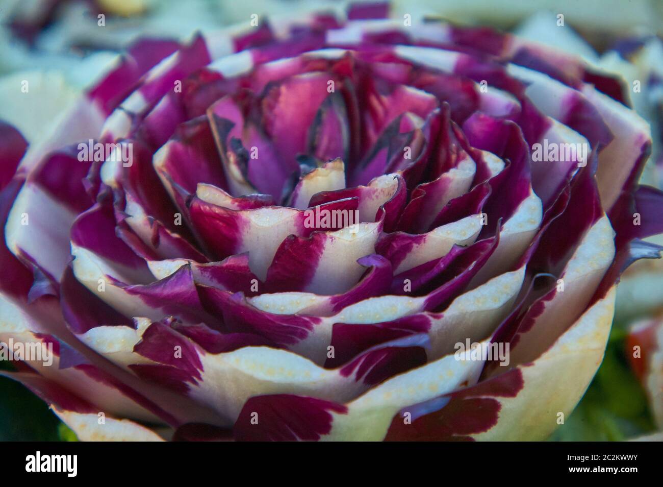 Creative composition created with Treviso radish leaves, to adorn a ...