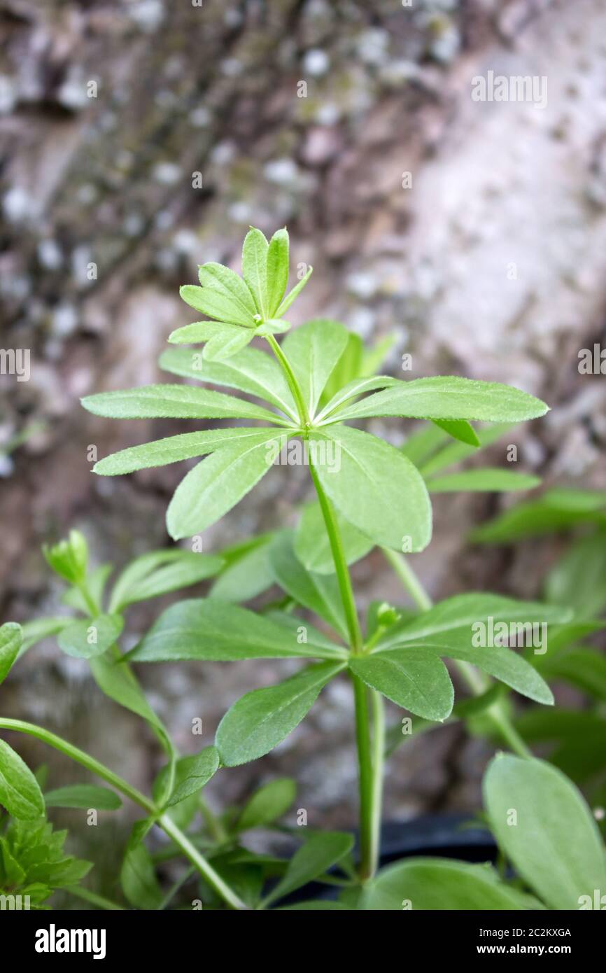 wild woodruff in a forest Stock Photo - Alamy