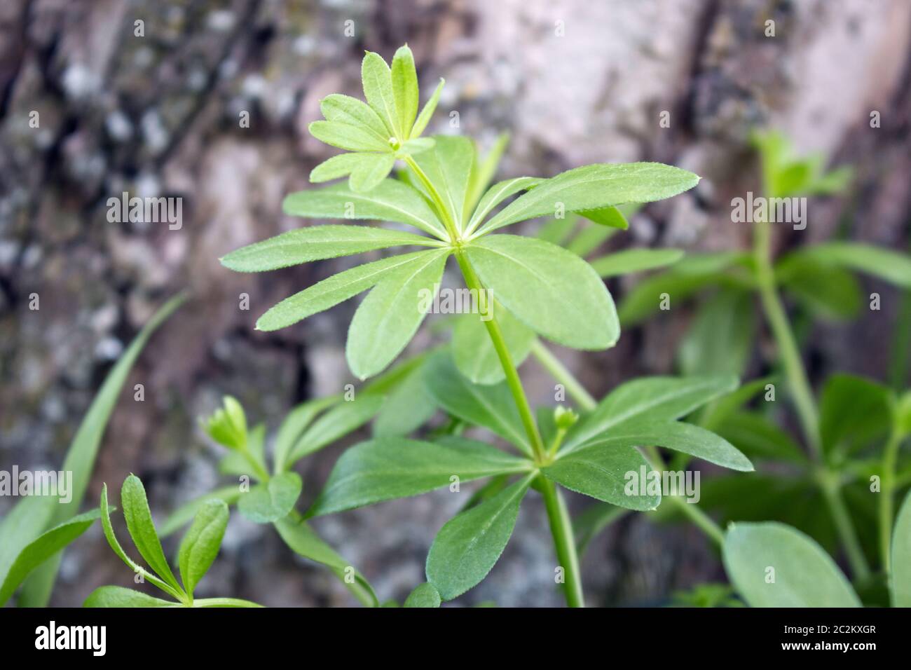 wild woodruff in the forest Stock Photo - Alamy