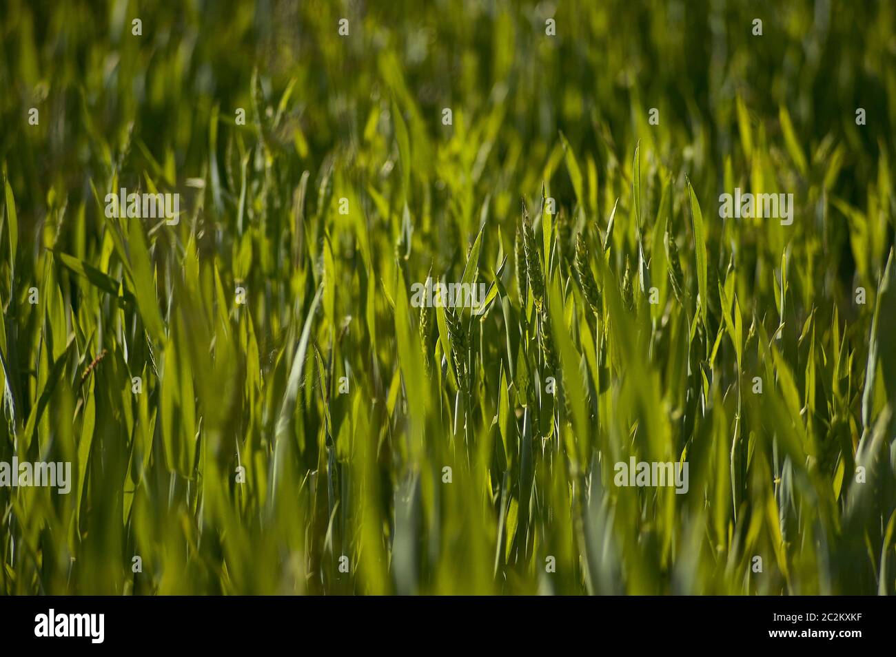 Ears and barley plants in a field of cultivation on a farm. Barley ...