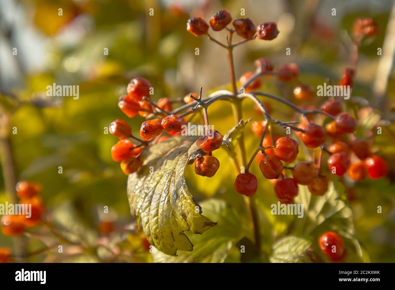 Macro shot detail of a plant with red and black berries in full ...
