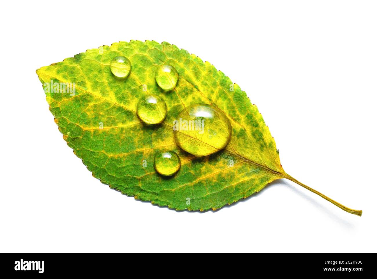 Macro close up water droplets Cut Out Stock Images & Pictures - Alamy