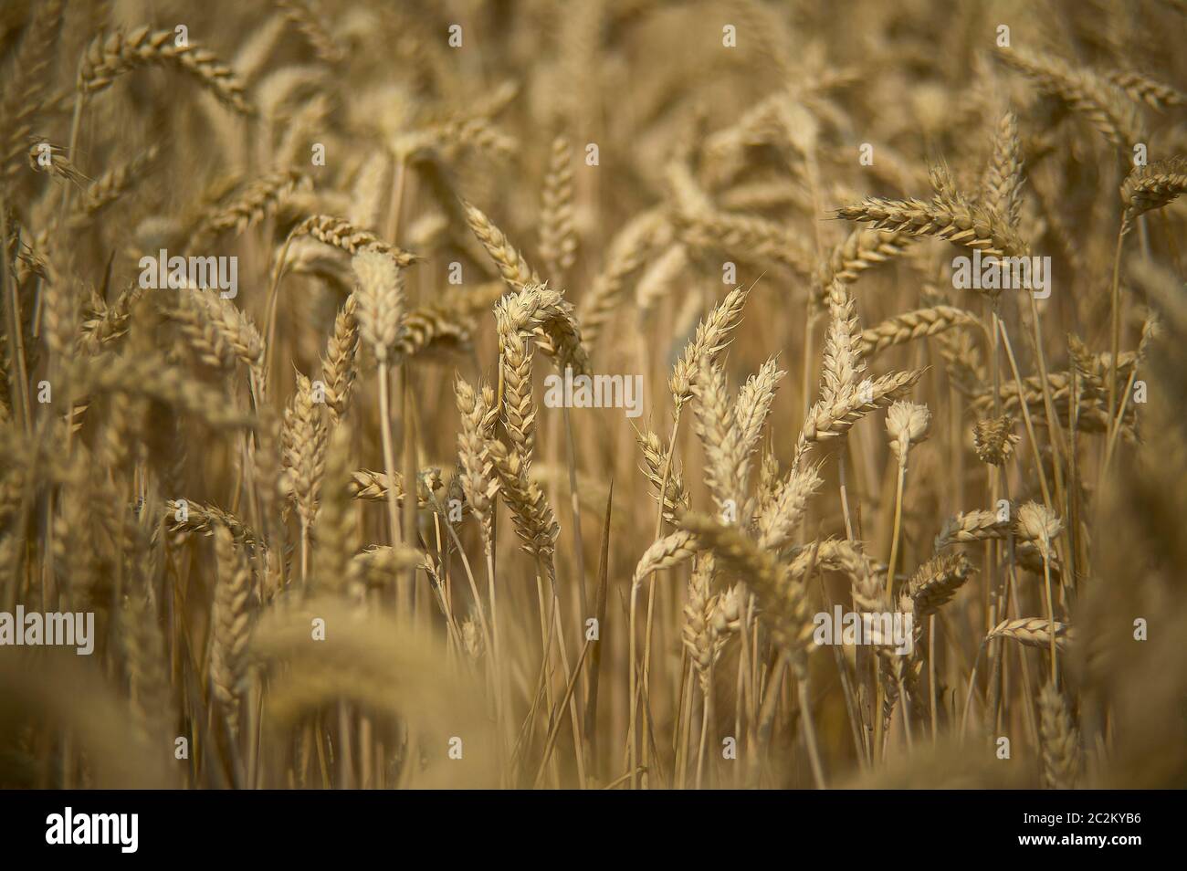 Macro detail of some ears of ripe barley and ready for harvesting ...
