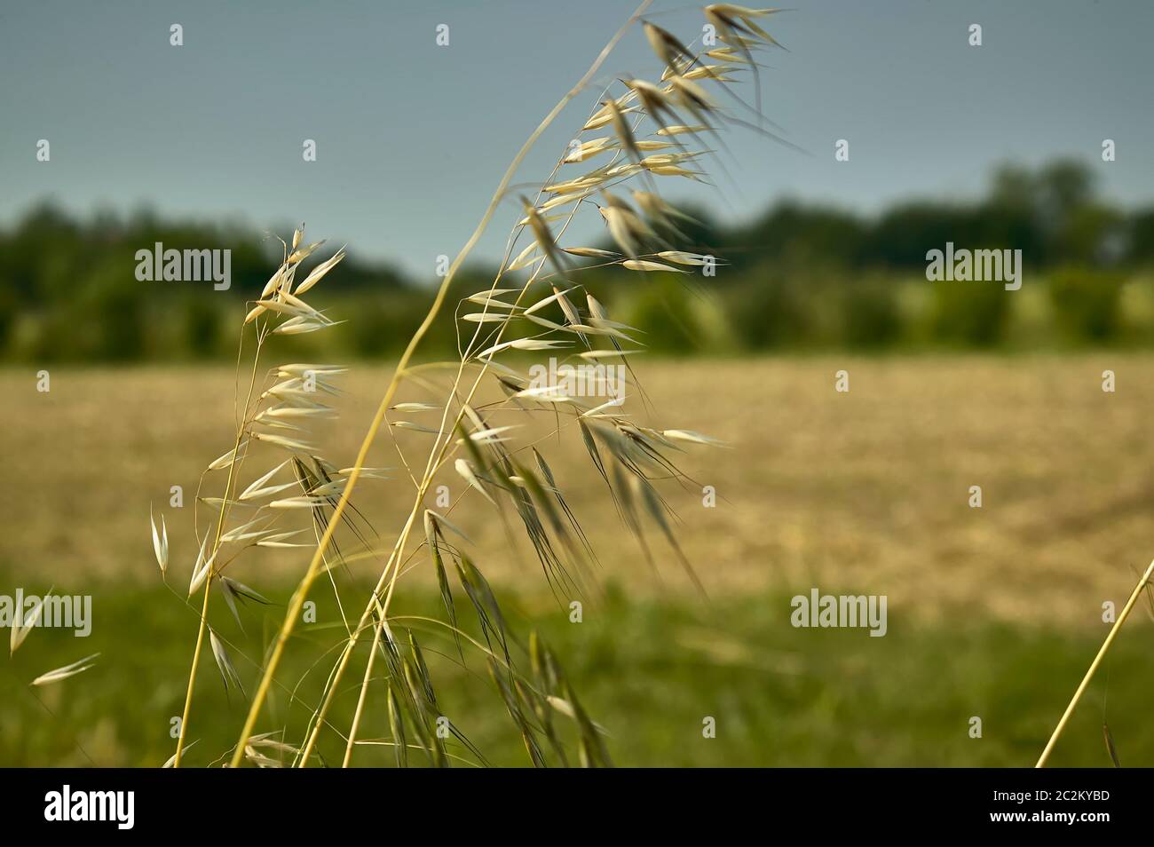 oat Plant in a field driven by the wind ,Windy yarns, a macro detail ...