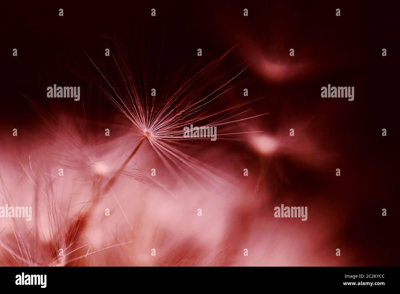 Beautiful red seeds hi-res stock photography and images - Alamy