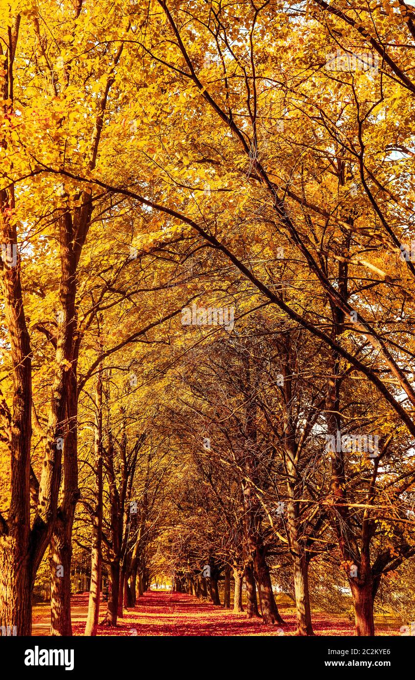Beautiful autumn landscape background, vintage nature scene in fall ...