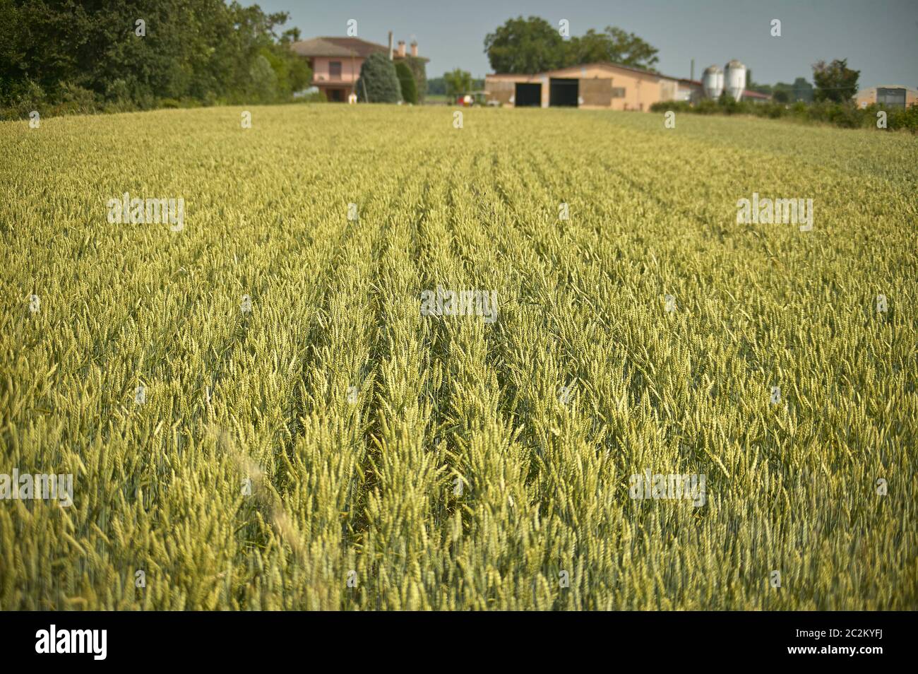 Field of barley on a farm: very rich and abundant crop Stock Photo - Alamy
