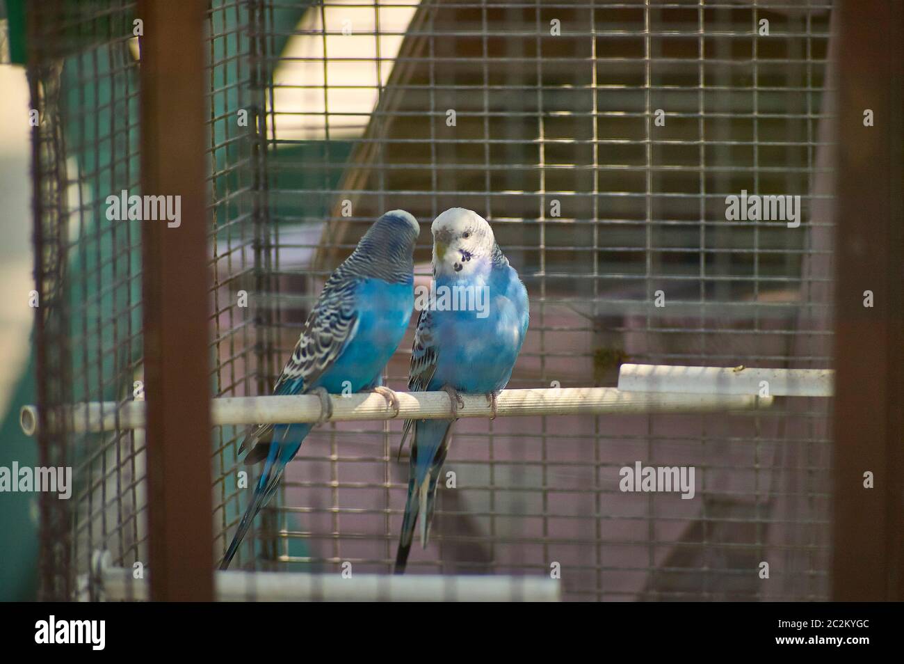 Parrots stuffed in a cage too small for them and deprived of their ...