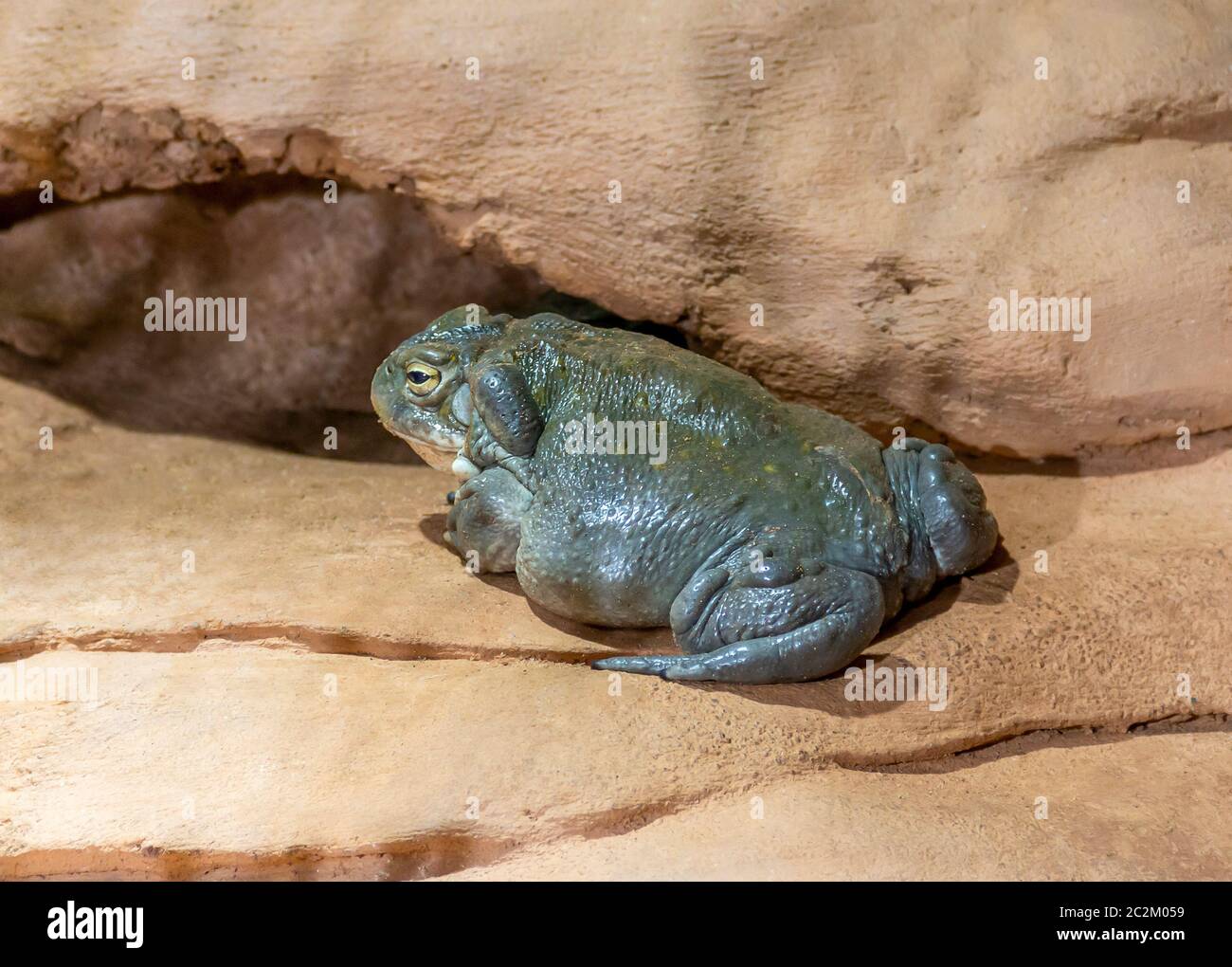 Colorado river toad hi-res stock photography and images - Alamy