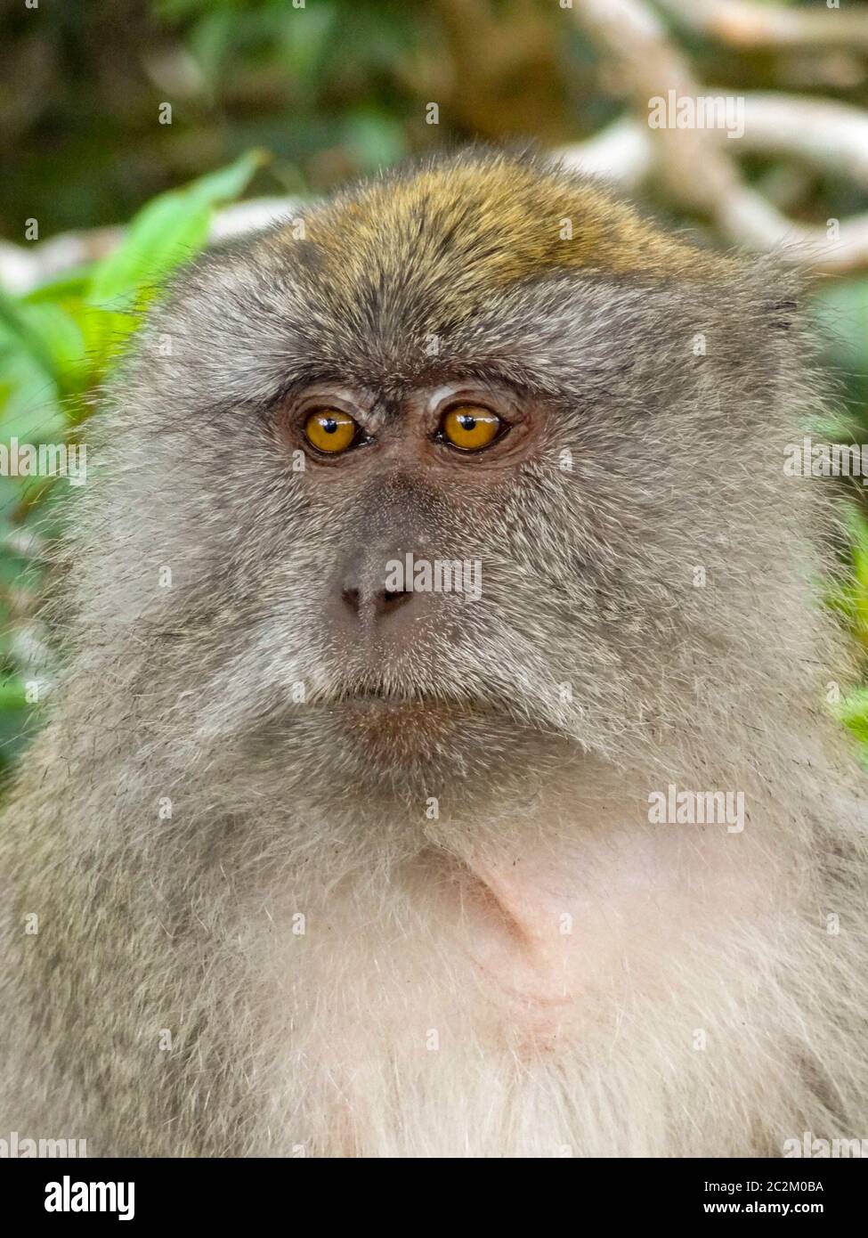 portrait of a Macaque monkey seen in Malaysia Stock Photo - Alamy