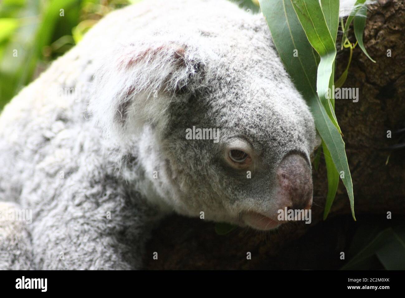 Koala (Phascolarctos cinereus) living in Australia pouch mammals Stock ...