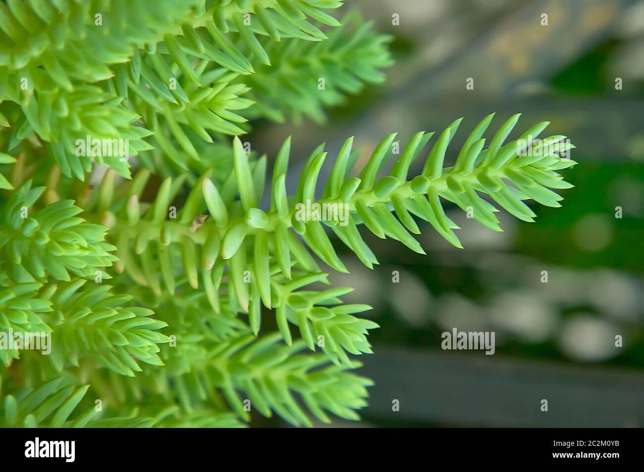 Small sprouts a succulent plant from very light green in color Stock ...