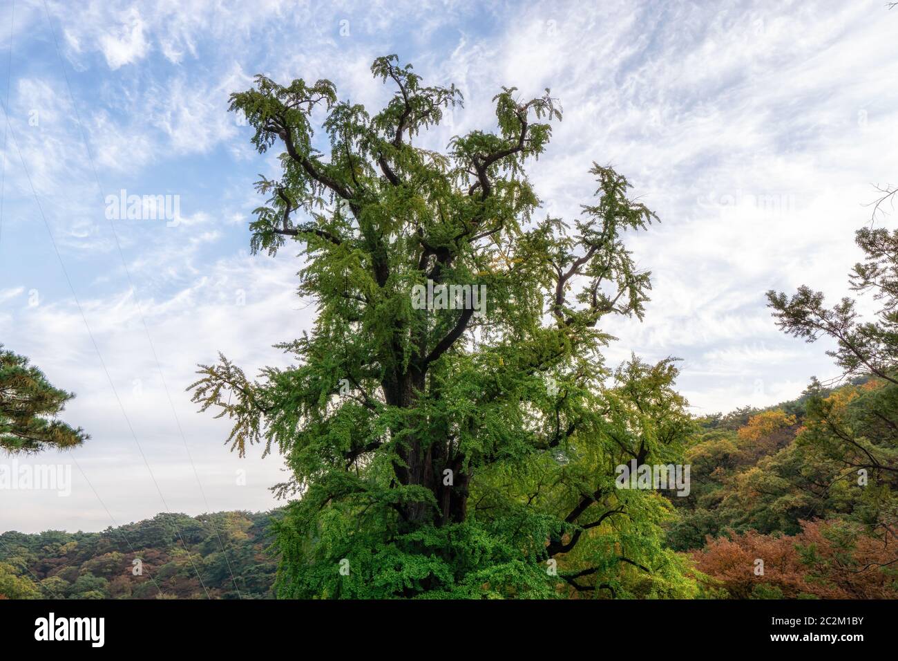 Old gingko biloba tree hi-res stock photography and images - Alamy