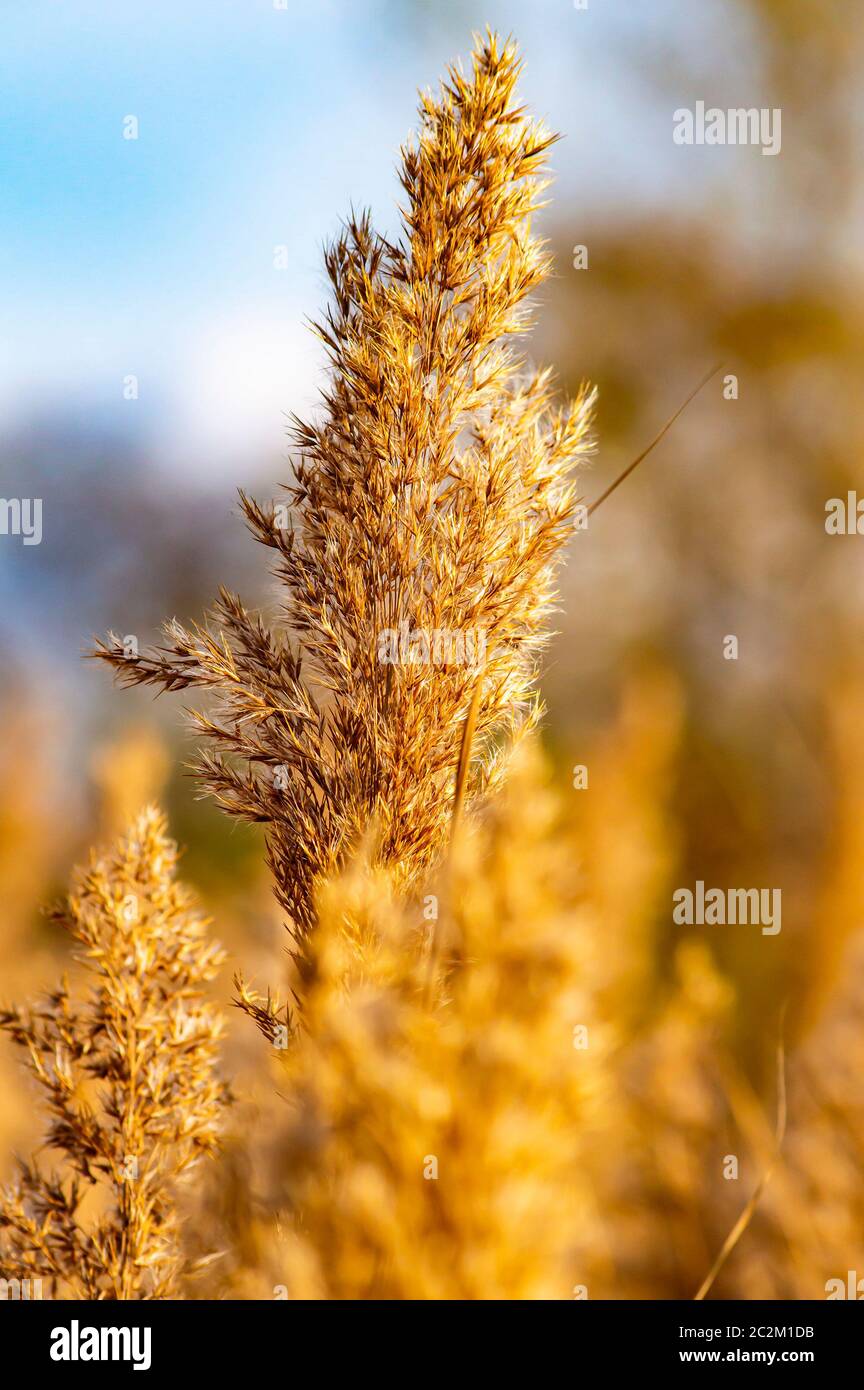 Watercane seeds in the sun. Natural background Stock Photo - Alamy