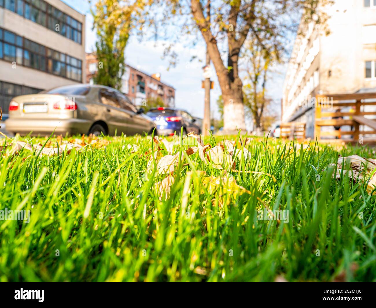 Autumn leaves on green grass on the side of a city street. Background ...