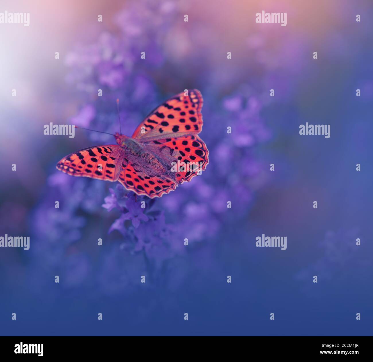 Field Nature Butterfly Wallpaper Nature Background: Brown Butterfly On