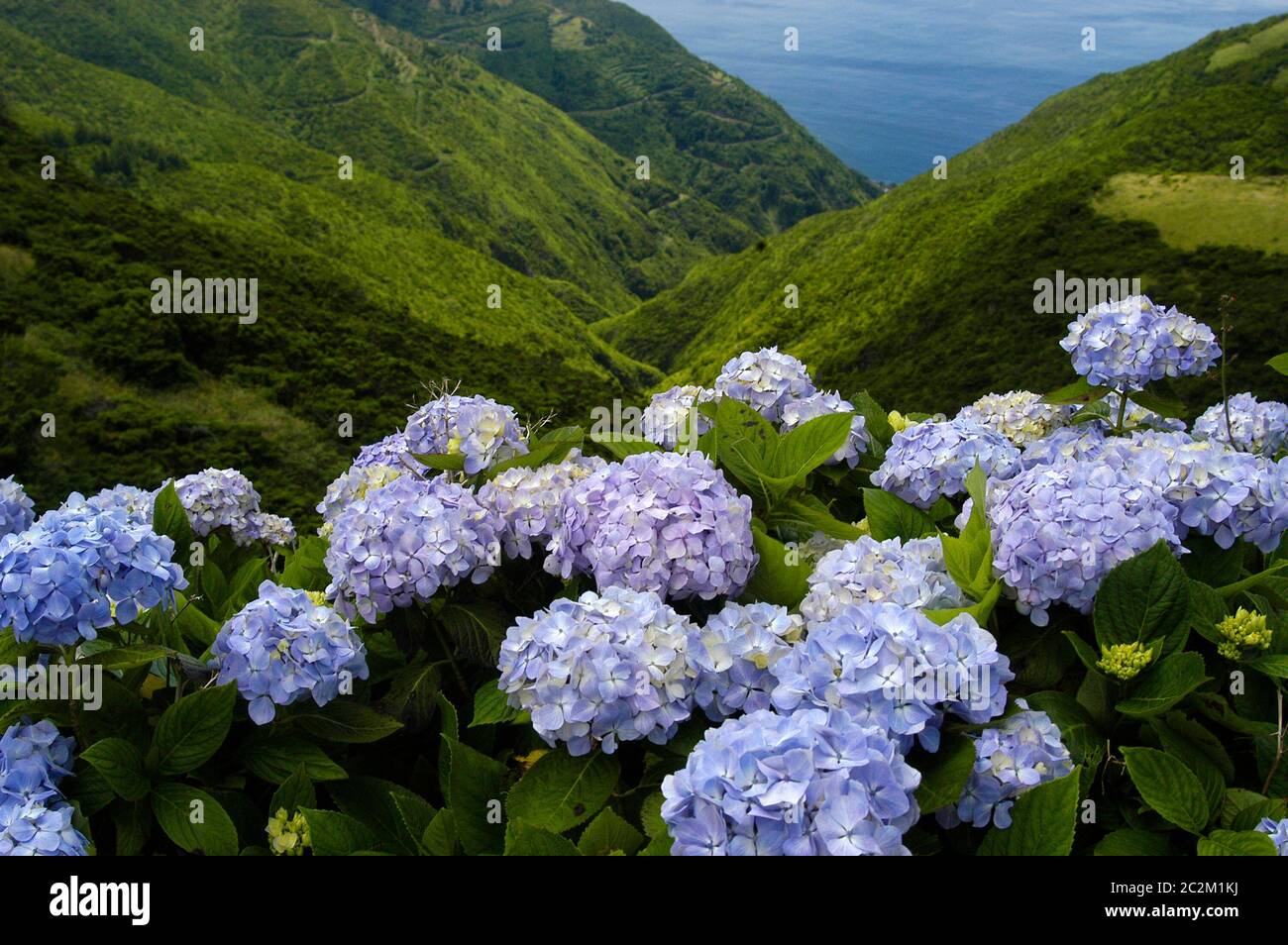 azores natural flowers Stock Photo - Alamy