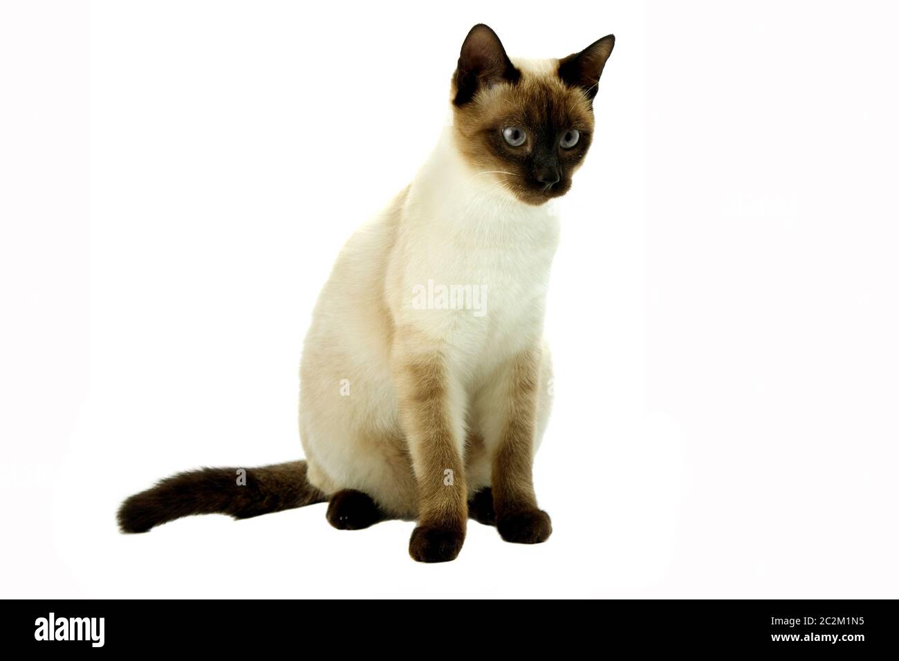 white cat looking right. On a white background Stock Photo - Alamy