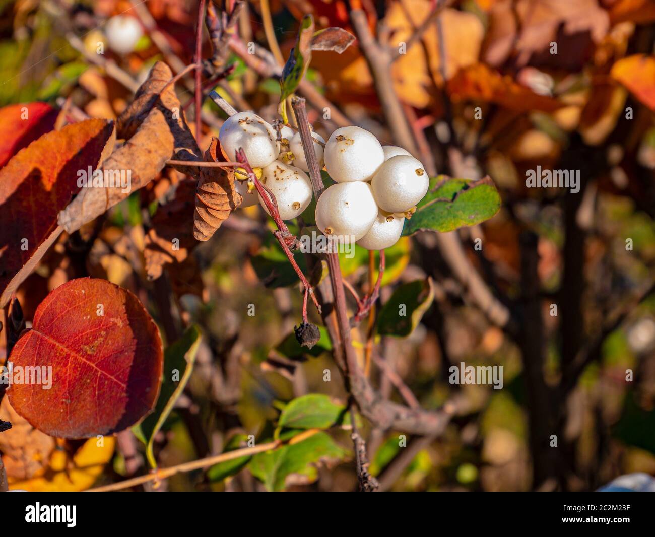 White berries on a tree branch. Nature Stock Photo - Alamy