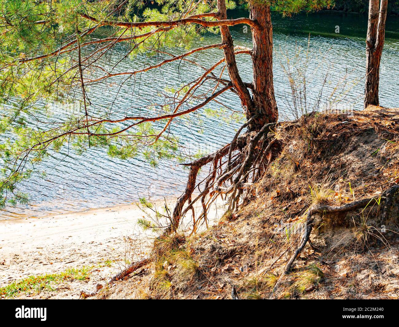 Sandy shore of a forest river in pines. Water. Background image. River ...