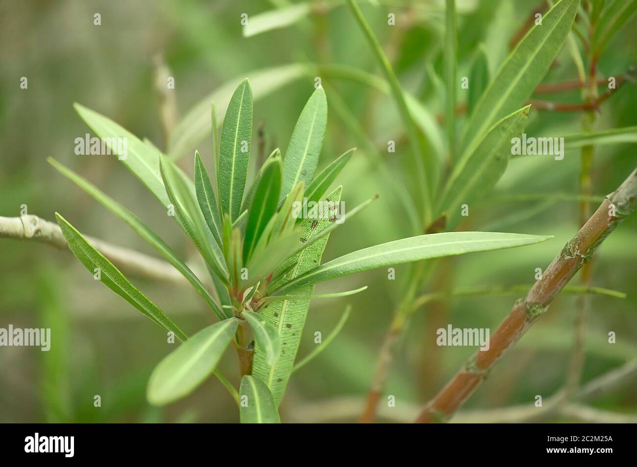 Detail of some oleander plant leaves with macro shooting. Image with ...