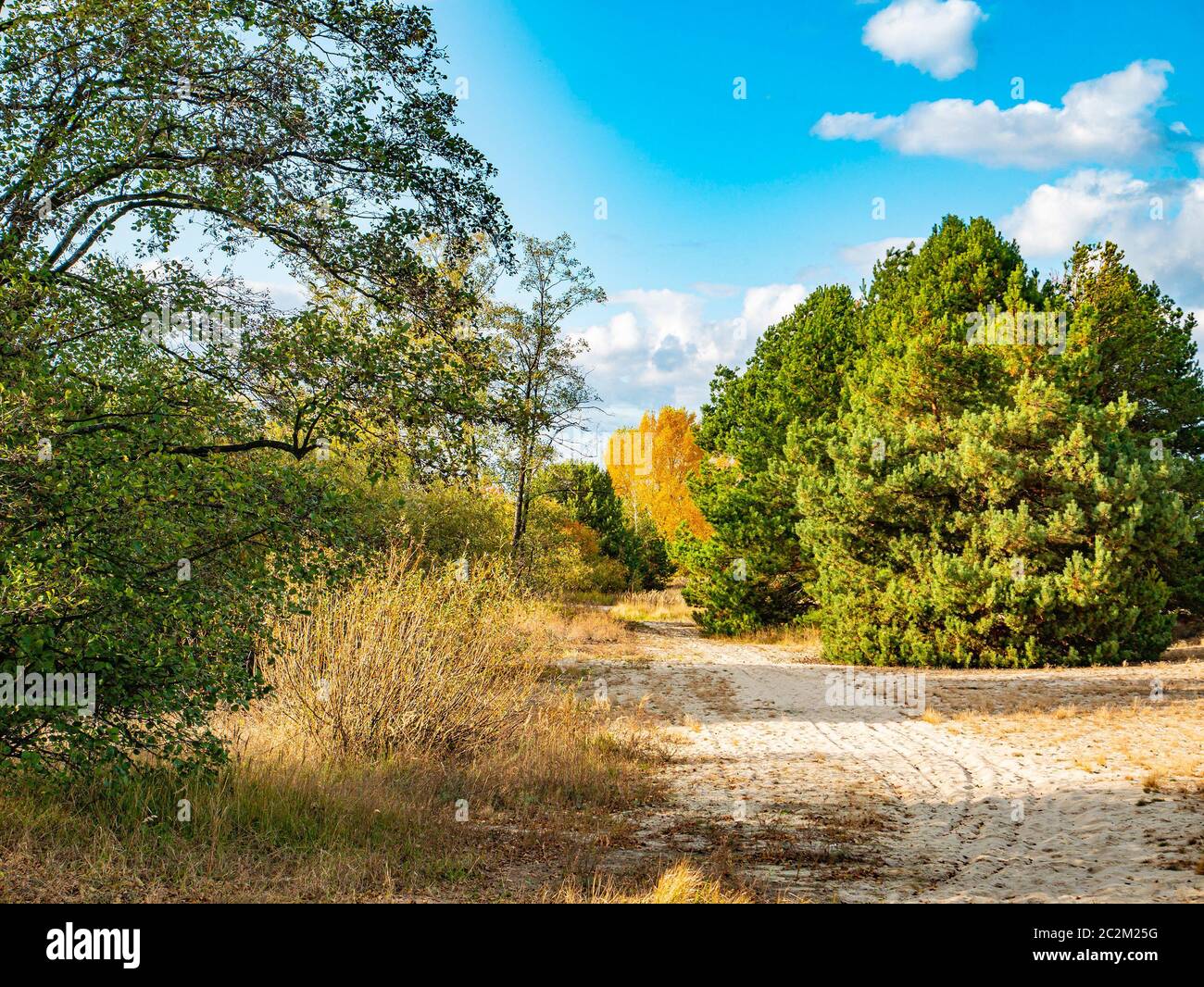 Sand forest road in a pine forest hi-res stock photography and images ...