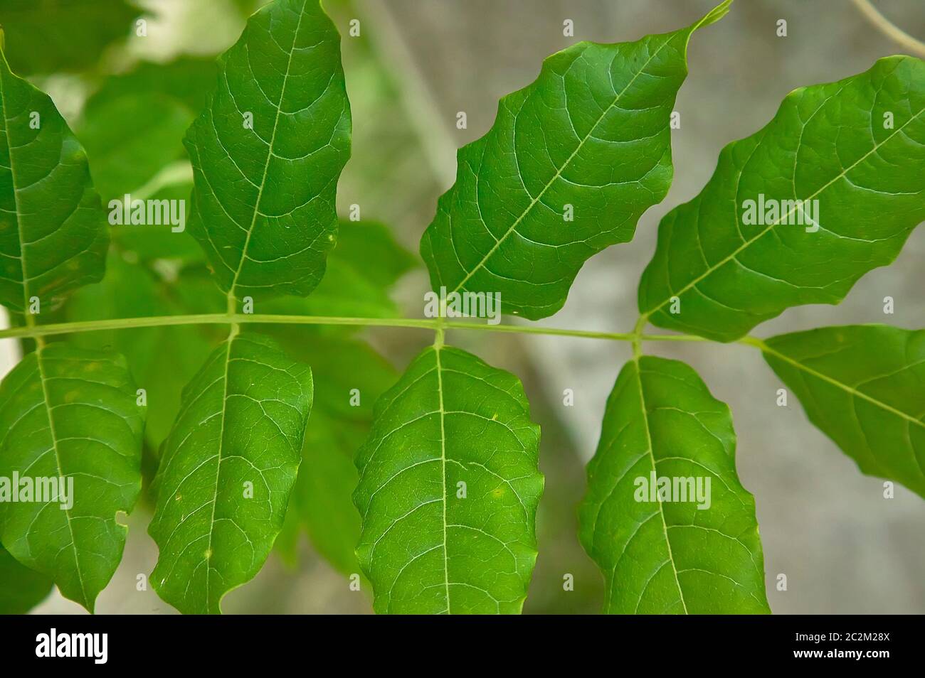 Small branch with young leaves at spring with very high level of detail ...