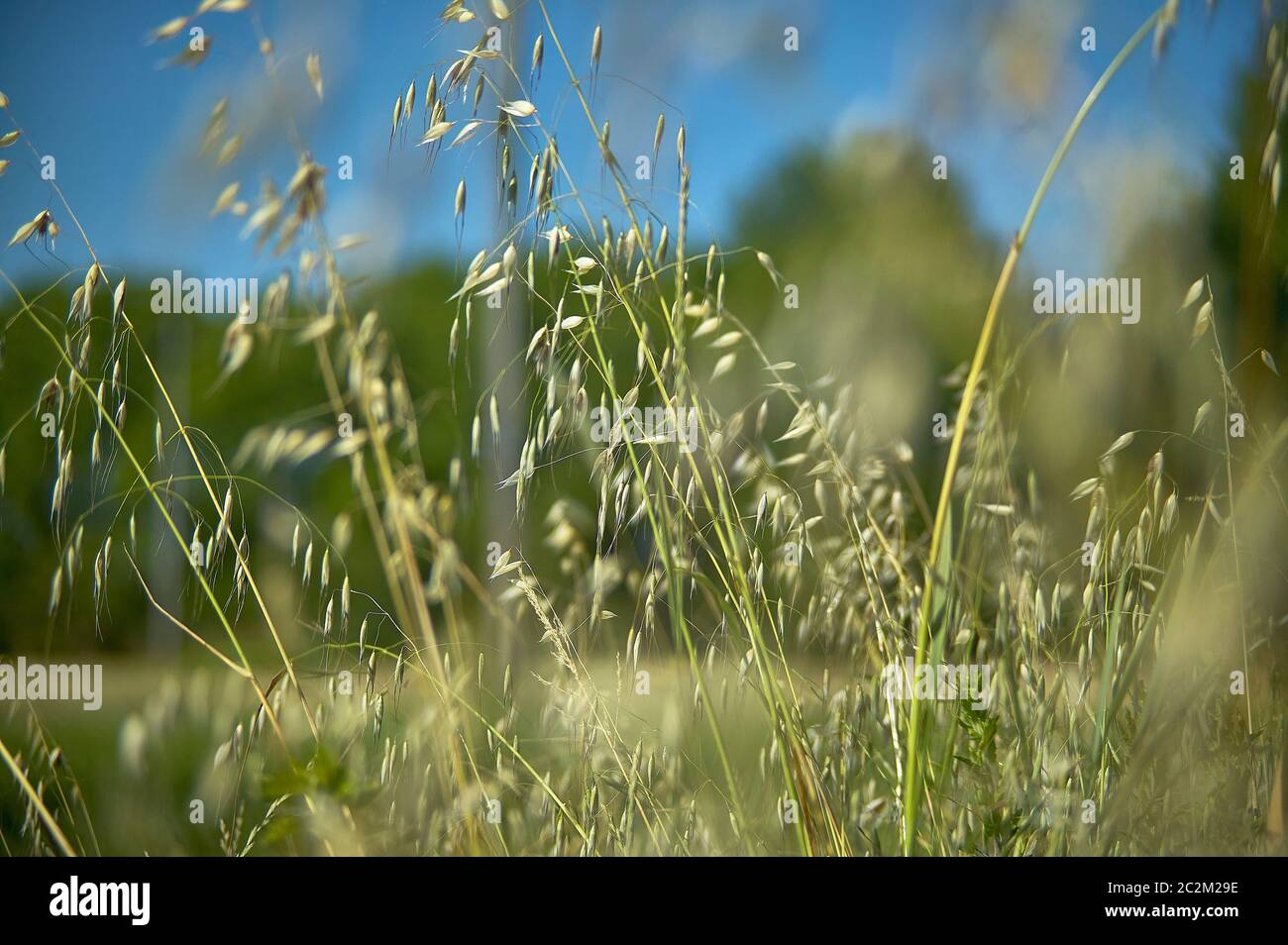 Plant of oats in a cultivation during the spring in its period of ...