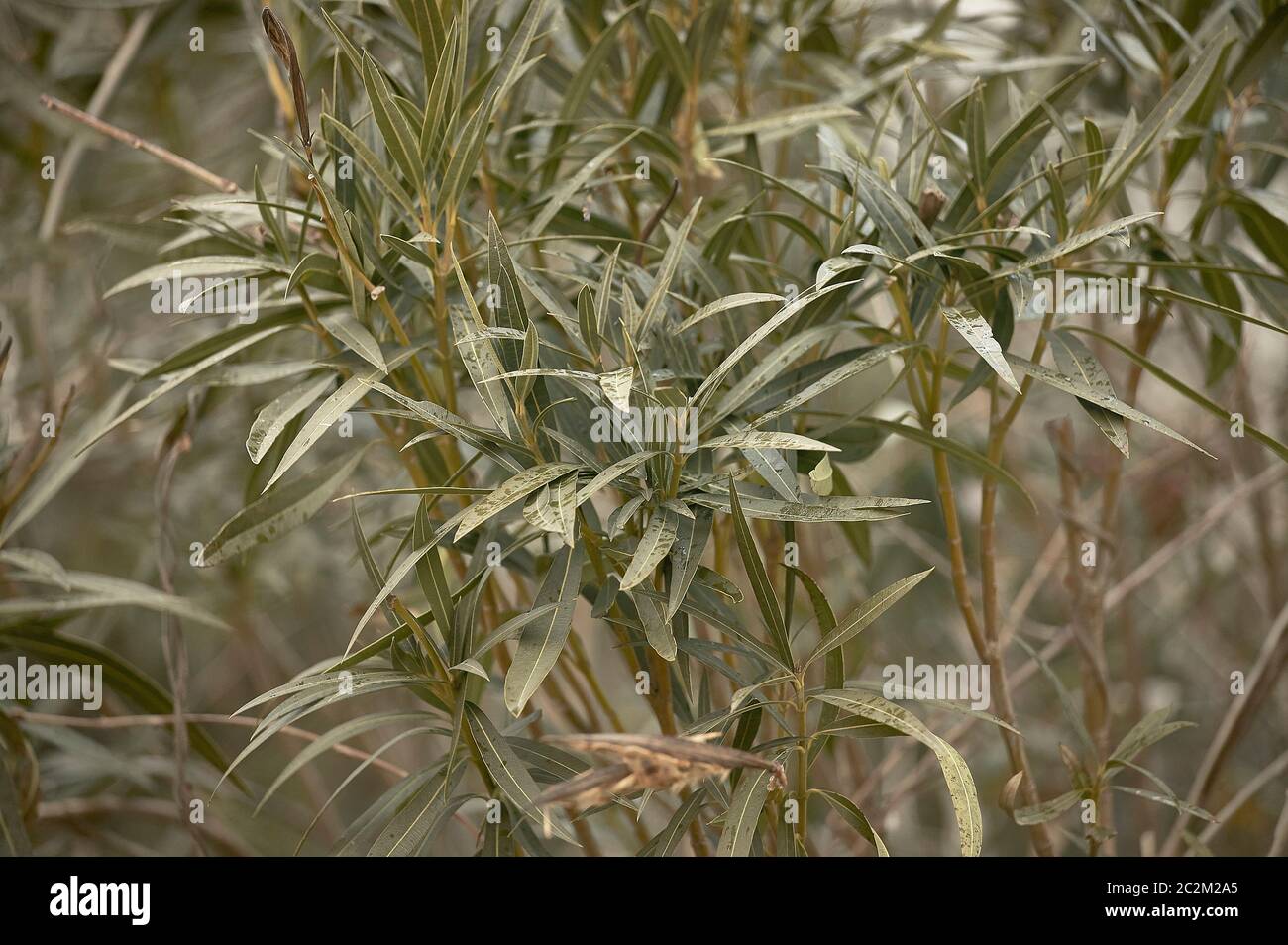 Detail of an oleander plant with excellent detail: View of the ...