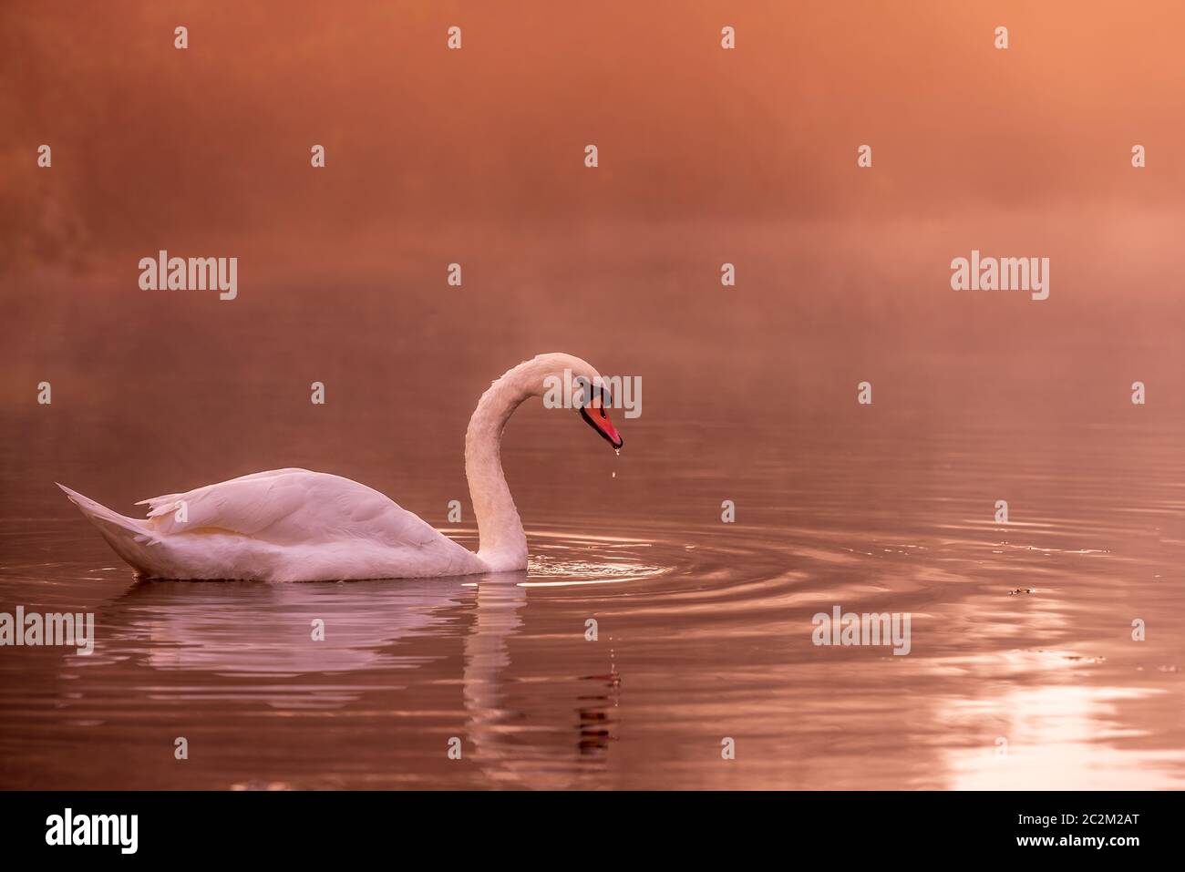 White swam swimming in the river. Foggy and sunny morrning. Romantic ...