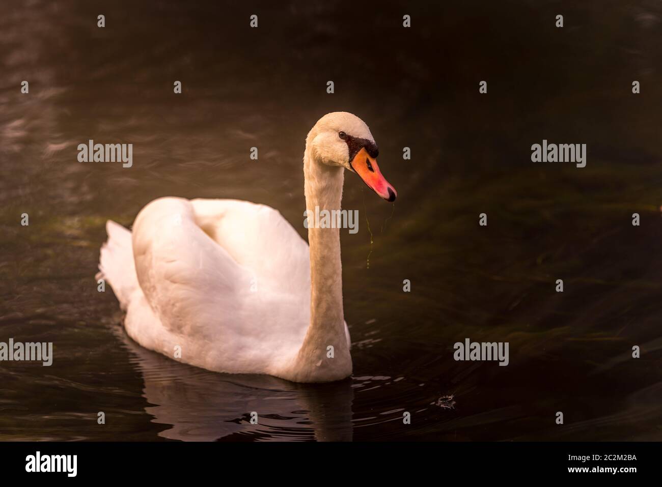 Swam swimming in the river. Foggy and sunny morrning. Autumn morning ...