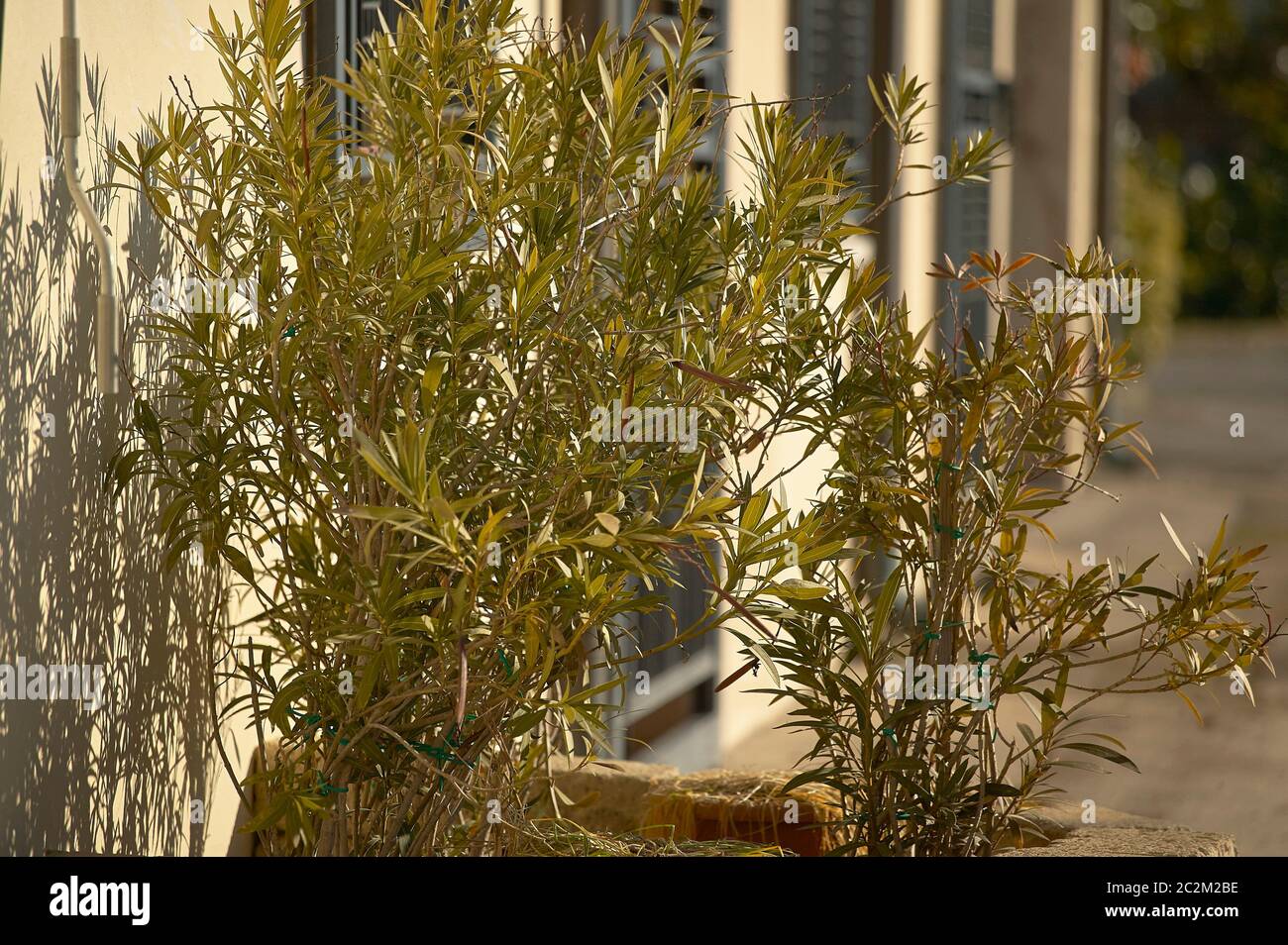 Oleander plant used as an ornament inside a condominium flower-bed ...