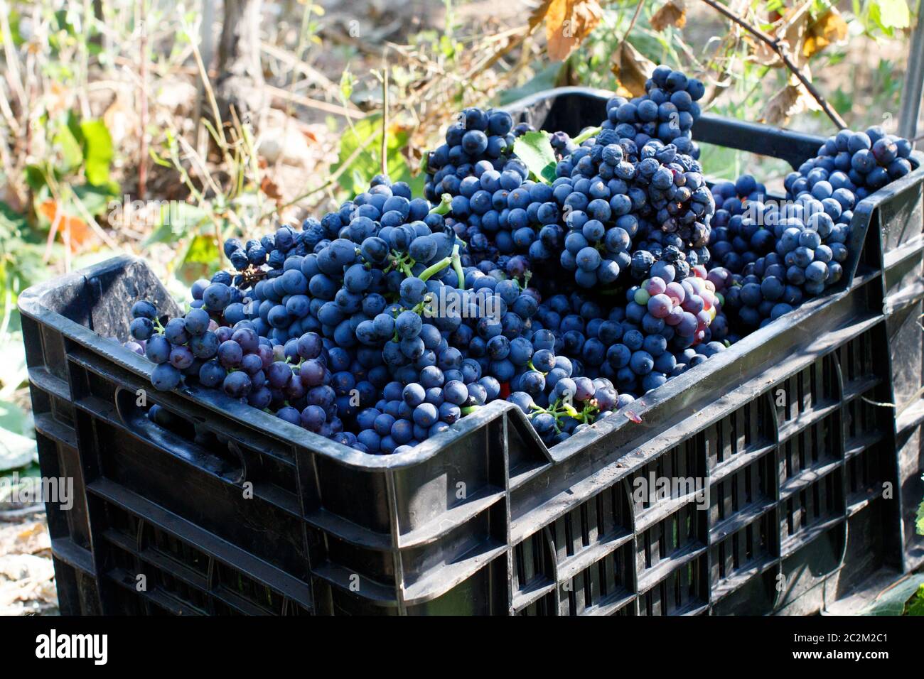 Grapes in plastic crates during grape harvest in South Italy, Puglia ...