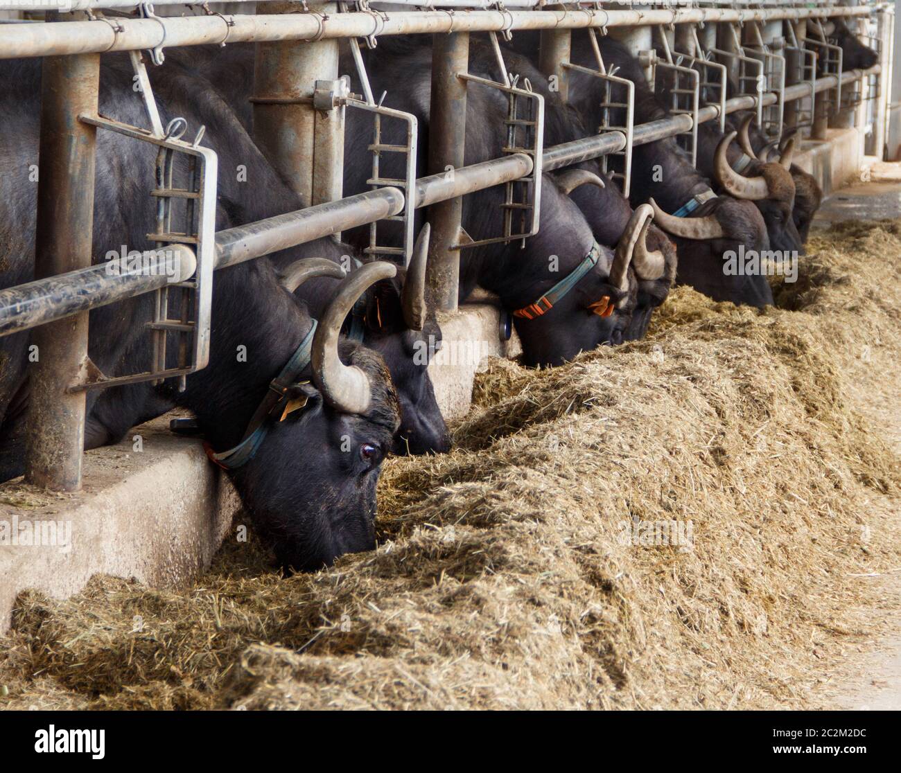 Buffalo breeding near Salerno for production of buffalo mozzarella ...
