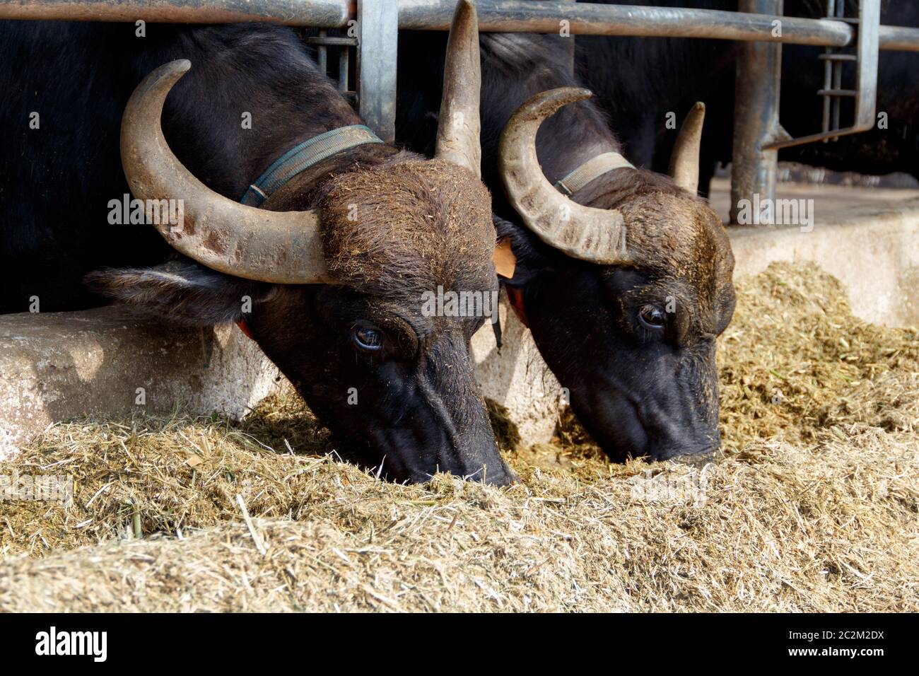 Buffalo breeding near Salerno for production of buffalo mozzarella ...