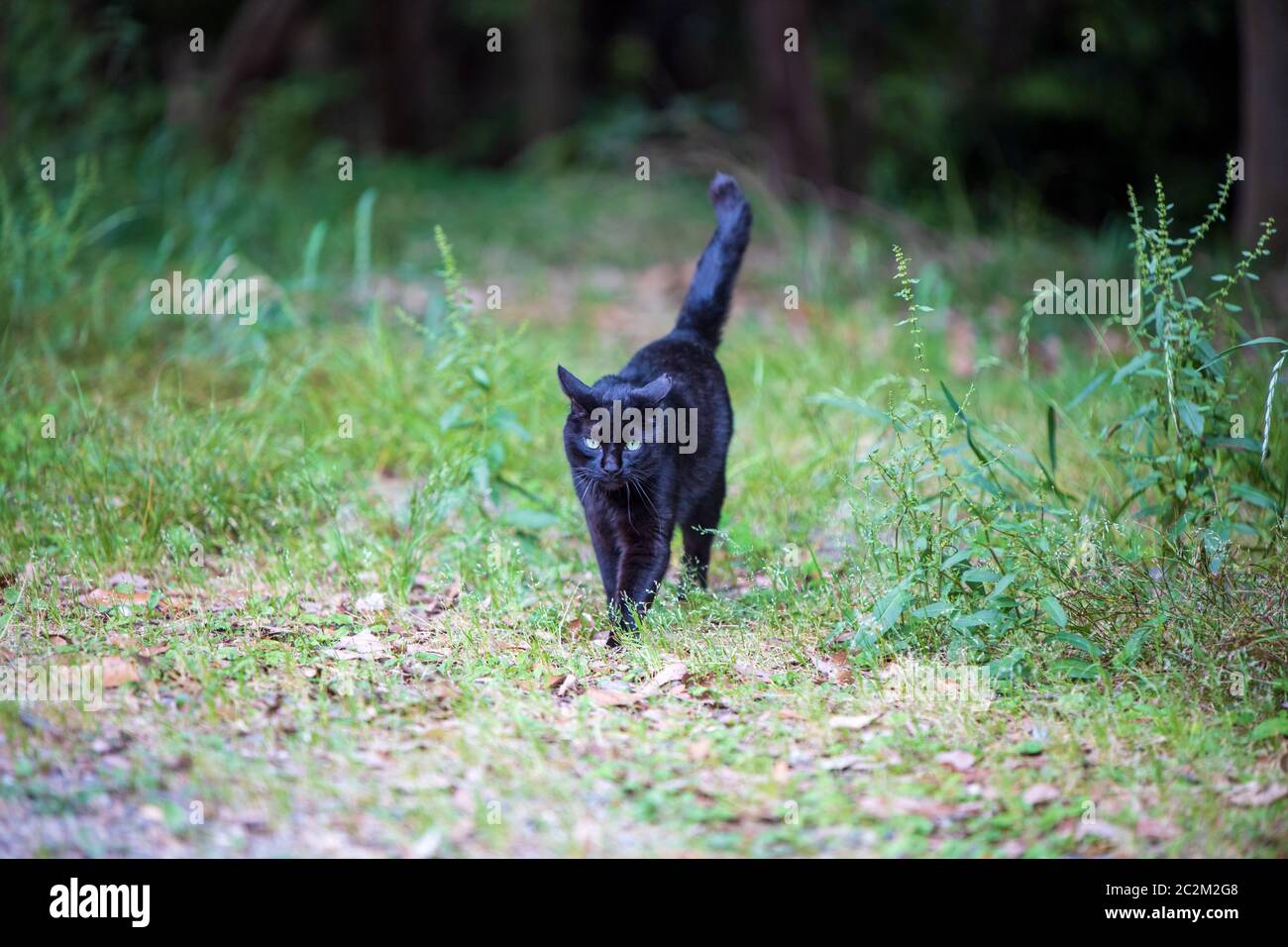 Black cat with ears swept back walking through green grass outdoors ...