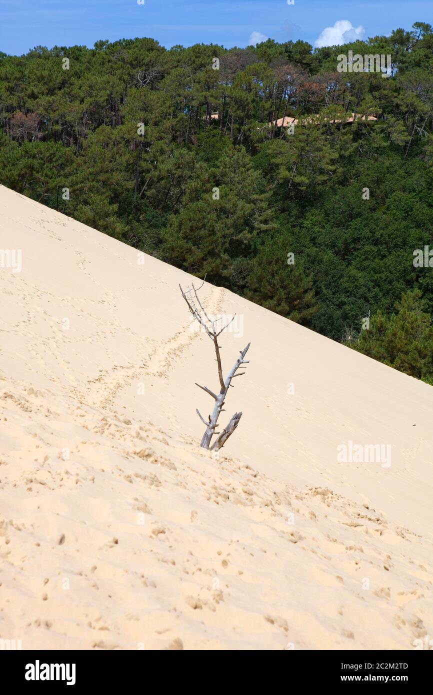 The Famous dune of Pyla, the highest sand dune in Europe, in Pyla Sur ...