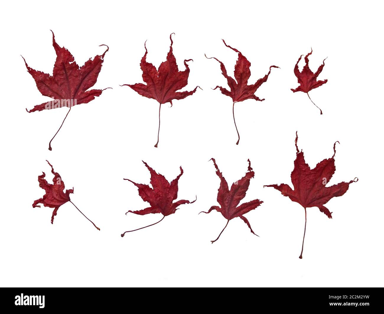 an arrangement of red autumn japanese maple leaves with shadows on a ...
