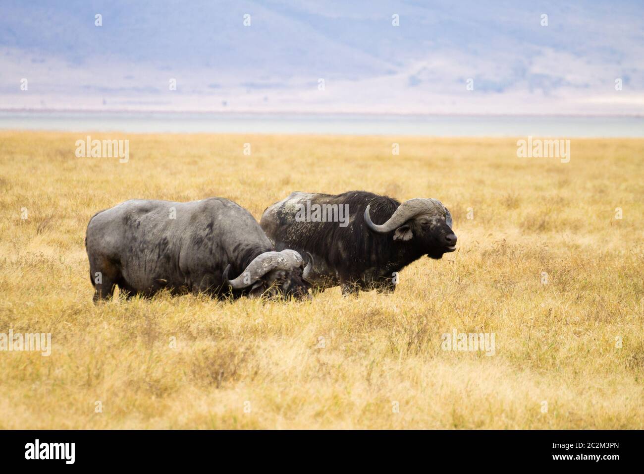 African buffalo close up. Ngorongoro Conservation Area crater, Tanzania ...