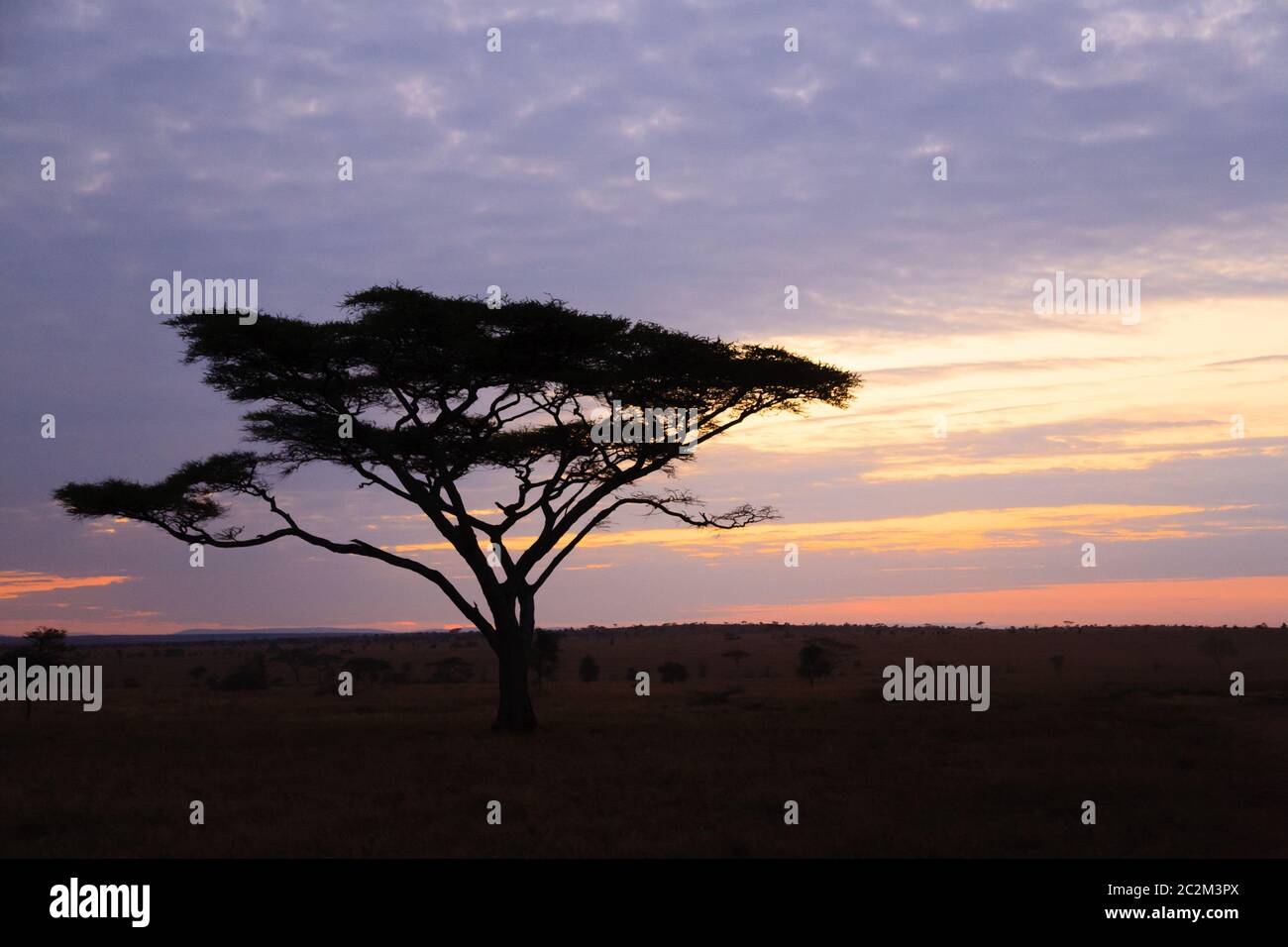 Dawn at Serengeti National Park, Tanzania, Africa. African panorama ...