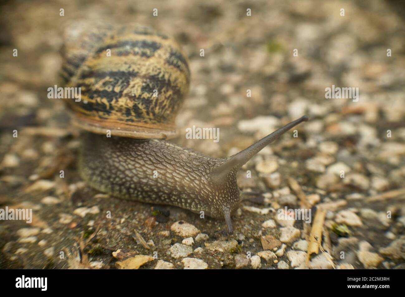 Slow snail moves in the direction of food on the asphalt that has ...