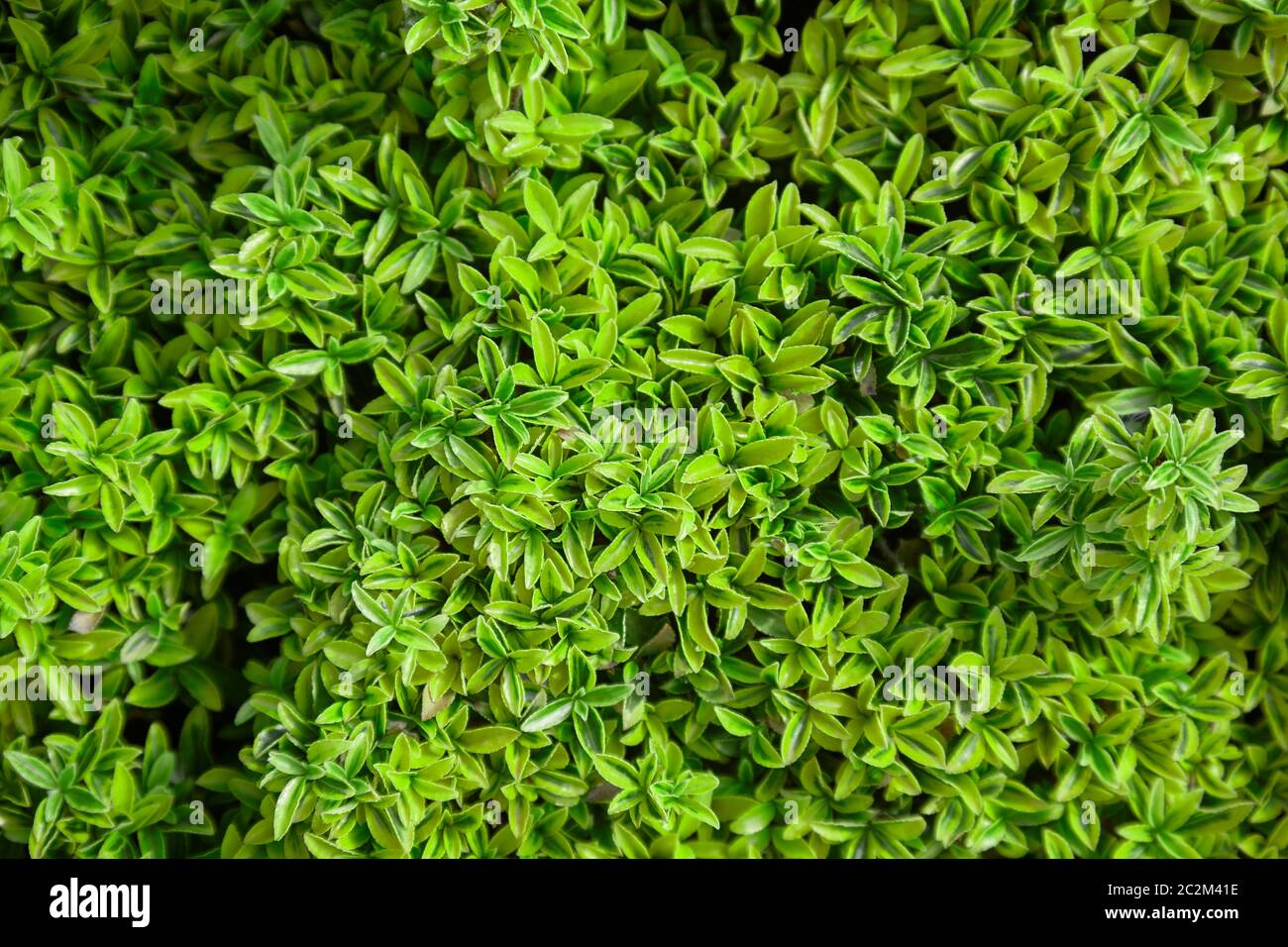 A multitude of leaves, texture with green leaves, leaves background ...