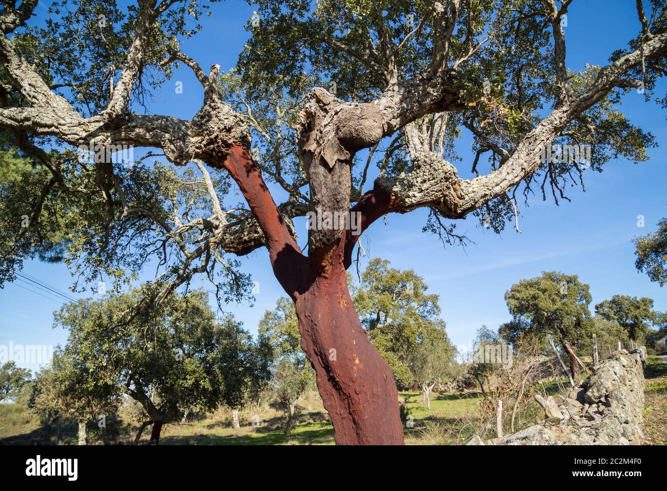 Portuguese cork oak (Quercus suber) Alentejo, Portugal Stock Photo - Alamy