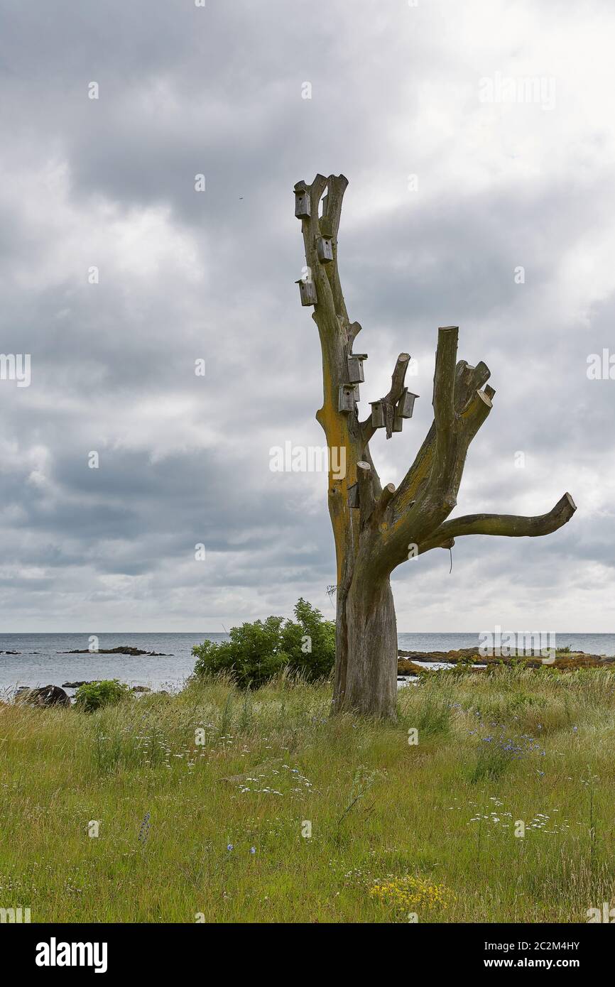 Tree covered with birdhouses on coast line of Baltic Sea near the ...