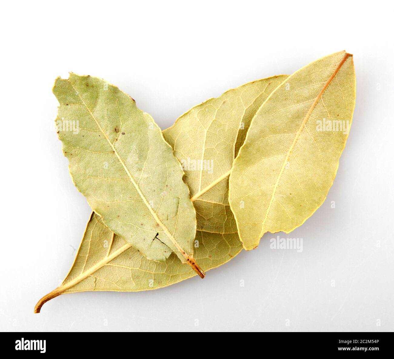 Dry bay leaf against white background. Laurus nobilis Stock Photo - Alamy