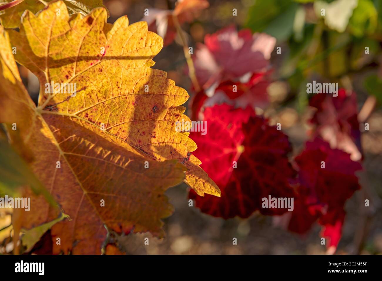 Discoloration of leaves hi-res stock photography and images - Alamy
