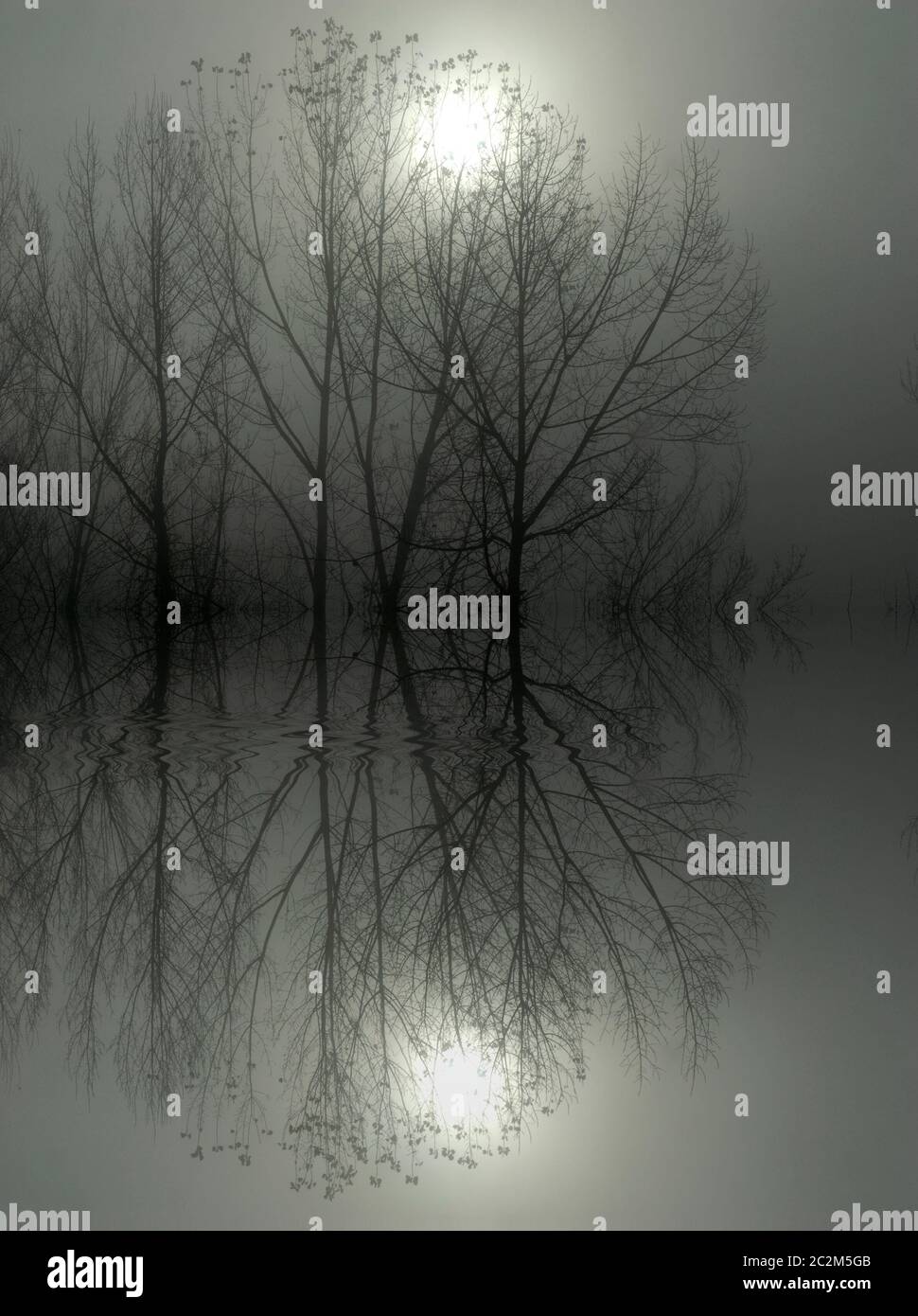 tree branches and the sun in the smog Stock Photo - Alamy