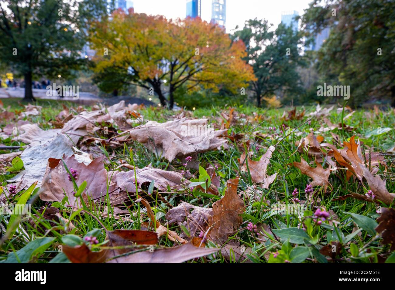 Fall foliage color of Central Park in Manhattan Stock Photo - Alamy