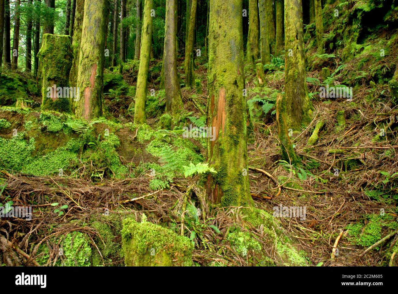 azores rain forest at sao miguel island Stock Photo - Alamy